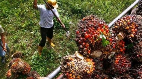 7 Perusahaan Kelapa Sawit Terbesar Di Indonesia