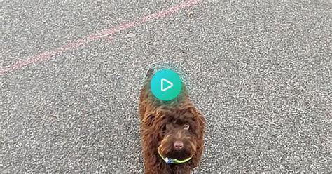 learning how to fetch album on imgur