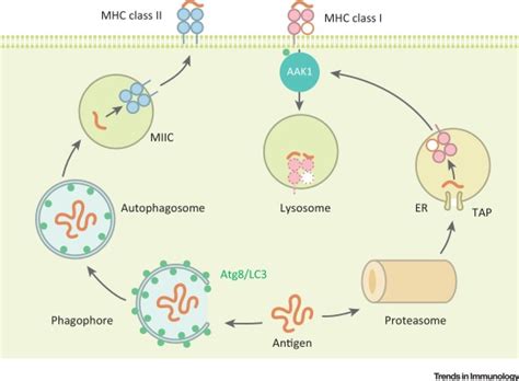 Autophagy Beyond Intracellular Mhc Class Ii Antigen Presentation