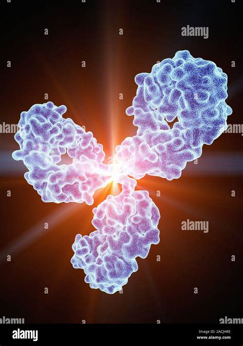 Immunoglobulin G Antibody Molecule Computer Model Showing The