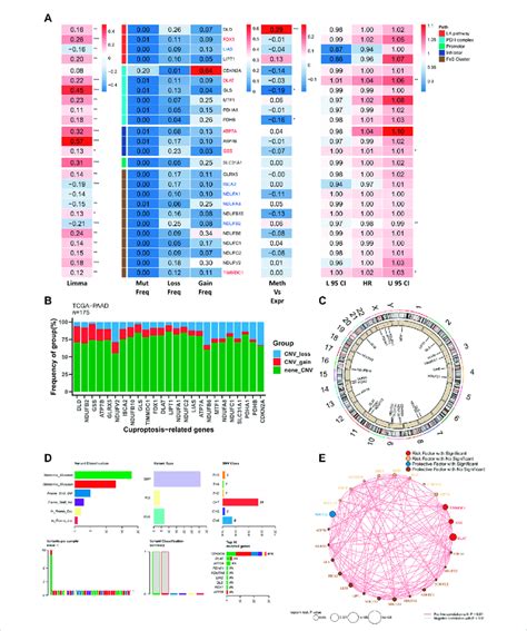 genomic profile of crgs in paad a heat map showing genomic