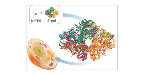 Efficient Cellular Delivery Of β Galactosidase Mediated By Nrtps A New