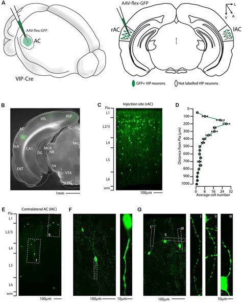frontiers corticofugal vip gabaergic projection neurons in the mouse