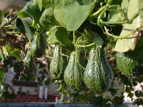What Are Chayotes How To Grow Chayote Squash Gardening Know How