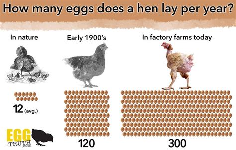 How Many Eggs Does A Hen Lay Per Year Vegan