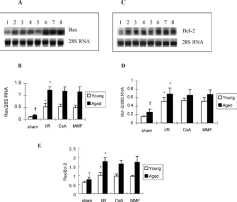 Bax And Bcl 2 Messenger Rna Mrna Expressions In Aged And Young Rats