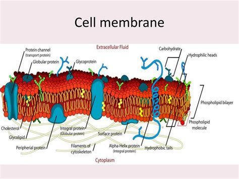Ppt Cell Membrane Structure Function And Cell Transport Ms Kim