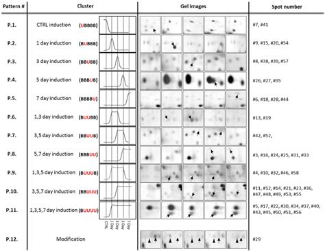 Categorization Of 58 Spots Based On Temporal Expression Profiles