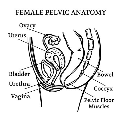 Female Pelvic Anatomy Monochrome Education Scheme Vector Set 20749674