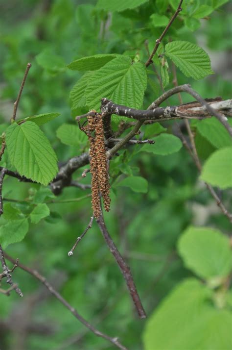 plants blog corylus avellana ‘common hazel