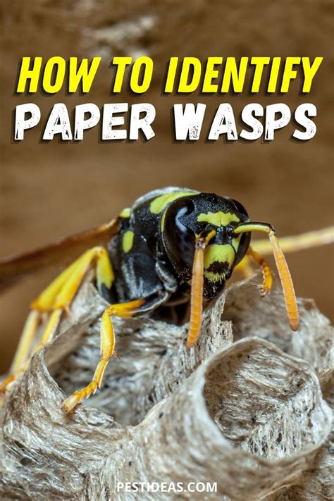 Have Paper Wasps Around Your Yardlearn How To Properly Identify Paper