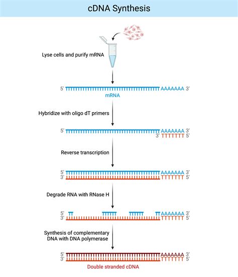 Cdna Synthesis Biorender Science Templates