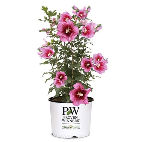 Proven Winners Hibiscus Red Pillar Shrub 2 Gallon Plants Direct To You