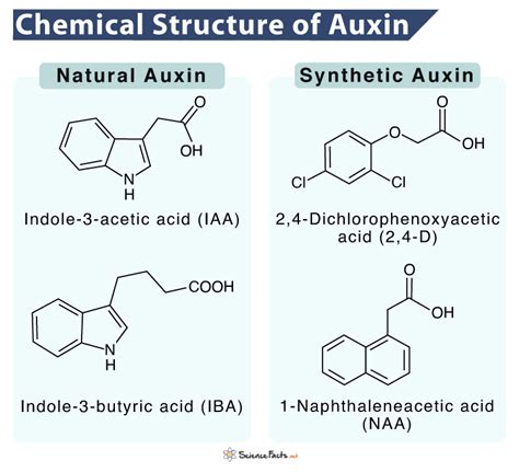 Auxin Definition Structure And Function