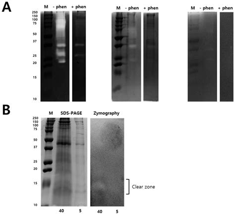 Toxins Free Full Text Proteomic Analysis Of Novel Components Of