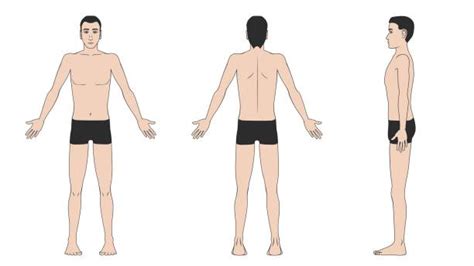 Man Body Anatomy Front Back And Side Illustrations Royalty Free Vector
