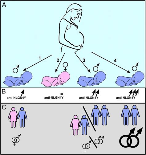fraternal birth order effect on sexual orientation explained pnas