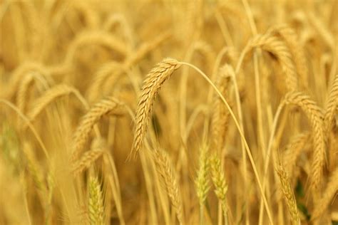 Triticale Plant Information Growing Triticale As A Cover Crop In Gardens