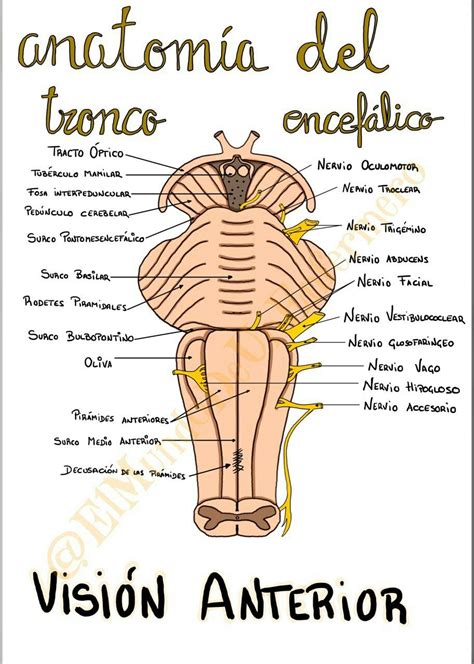Anatomía Del Tronco Encefálico Anatomía Médica Anatomía Anatomia Y