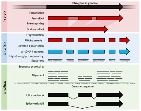 difference between rna seq and microarray pediaa