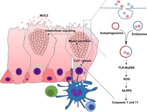 Immune Regulation Of Goblet Cell Function And Mucin Production 1
