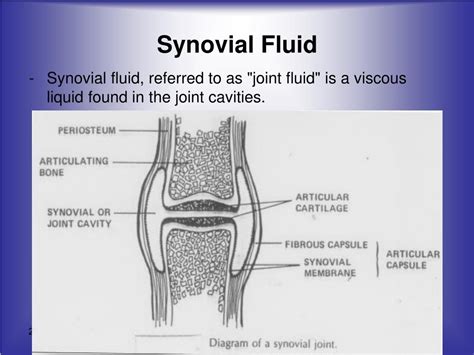 Functions Of Synovial Fluid Juluroyal
