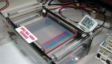 gel electrophoresis lab procedures sciencing