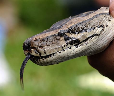 massive python hunt faces environmental group challenge sun sentinel