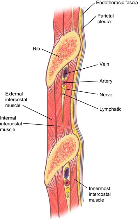 The Intercostal Space Thoracic Surgery Clinics