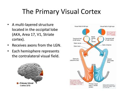 ppt psychology 4051 powerpoint presentation free download id 1828535