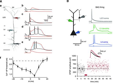 Bap Evoked Ca 2 Spiking Bac Firing In L5 Pyramidal Cells May Result