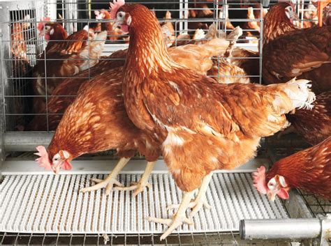 Complete Guide On Poultry Production Jaspafarm