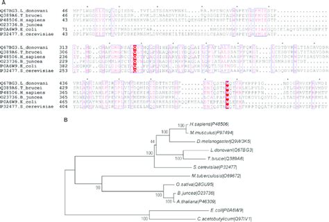 phylogeny and sequence analysis a multiple sequence alignment of