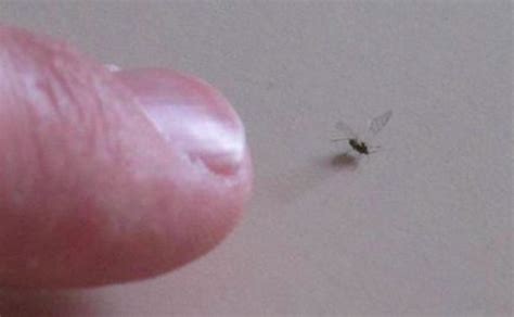 The Best Methods To Get Rid Of Midges In Your House And In Your Garden