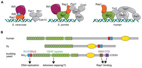 Frontiers Rif1 A Conserved Regulator Of Dna Replication And Repair