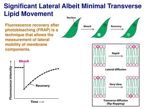 Ppt Chapter 12 Membrane Structure Function Powerpoint Presentation