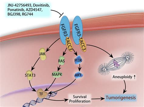 Fgfr3 Tacc3 Fusion Mediated Oncogenic Pathways In Gbm Fgfr3 Tacc3
