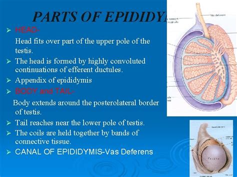 Good Morning Testis Epididymis And Spermatic Cord Dr