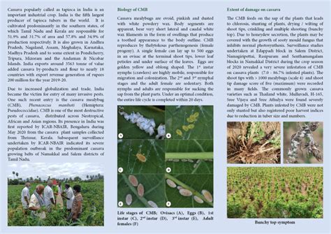Pdf Invasive Cassava Mealybug Phenococcus Manihoti A Potential Threat