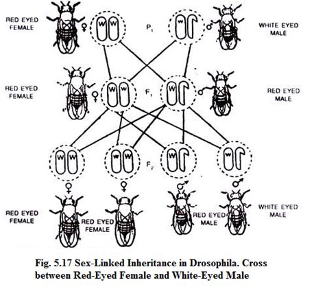 sex linked inheritance sex linkage in drosophila and man