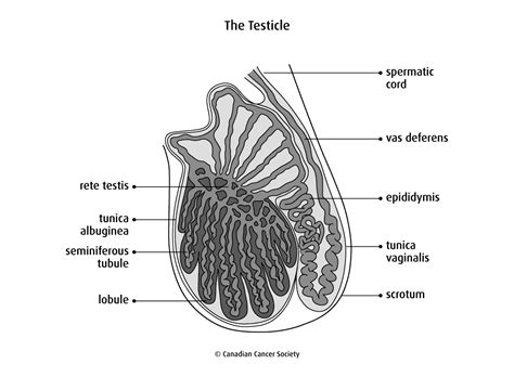 Draw A Labelled Diagram Of Ls Of The Human Testis Sexiz Pix