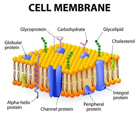 Cell Membrane Structure And Function A Level
