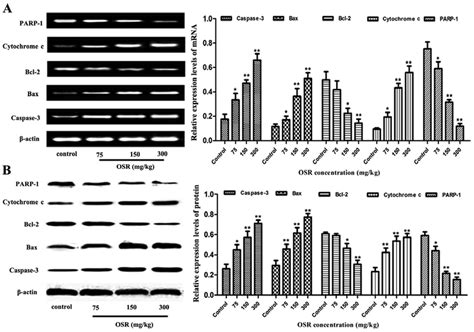 Osr Upregulates The Levels Of Caspase 3 Bax And Cytochrome C