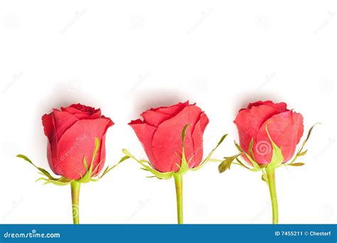 Drei Rote Rosen Stockbild Bild Von Hell Betrieb Feier 7455211