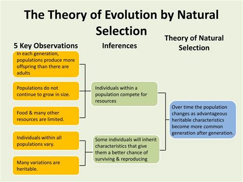 Ppt The Theory Of Evolution By Natural Selection Powerpoint