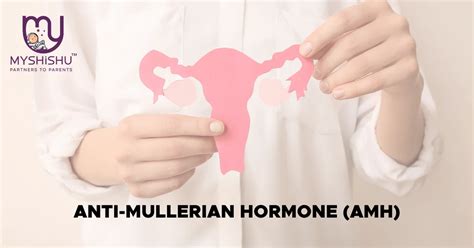 What Is Anti Mullerian Hormone Amh Level Navigating The Purpose And