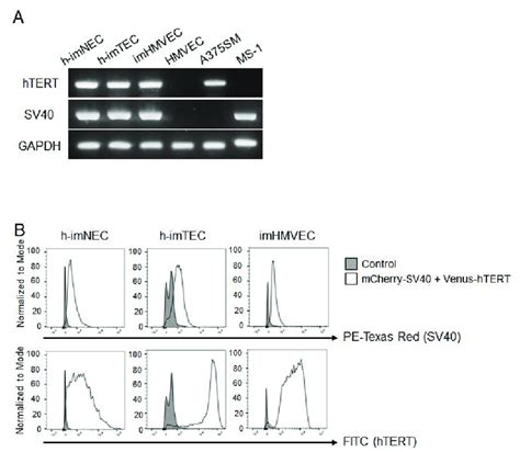 Expression Of Venus Htert Human Telomerase Reverse Transcriptase And