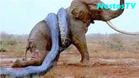 serpente gigante contro elefante andrà come nel piccolo principe