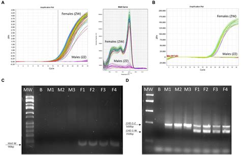 Frontiers Fast Accurate And Cost Effective Poultry Sex Genotyping