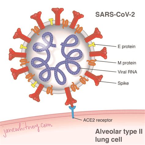 Medical And Scientific Visualization Of Sars Cov 2 Association Of